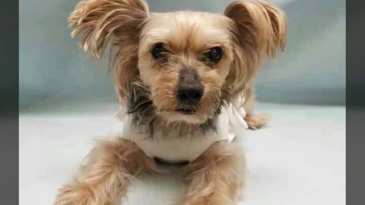 NYC AC&C DEATH ROW LIST 23 DOGS - YouTube