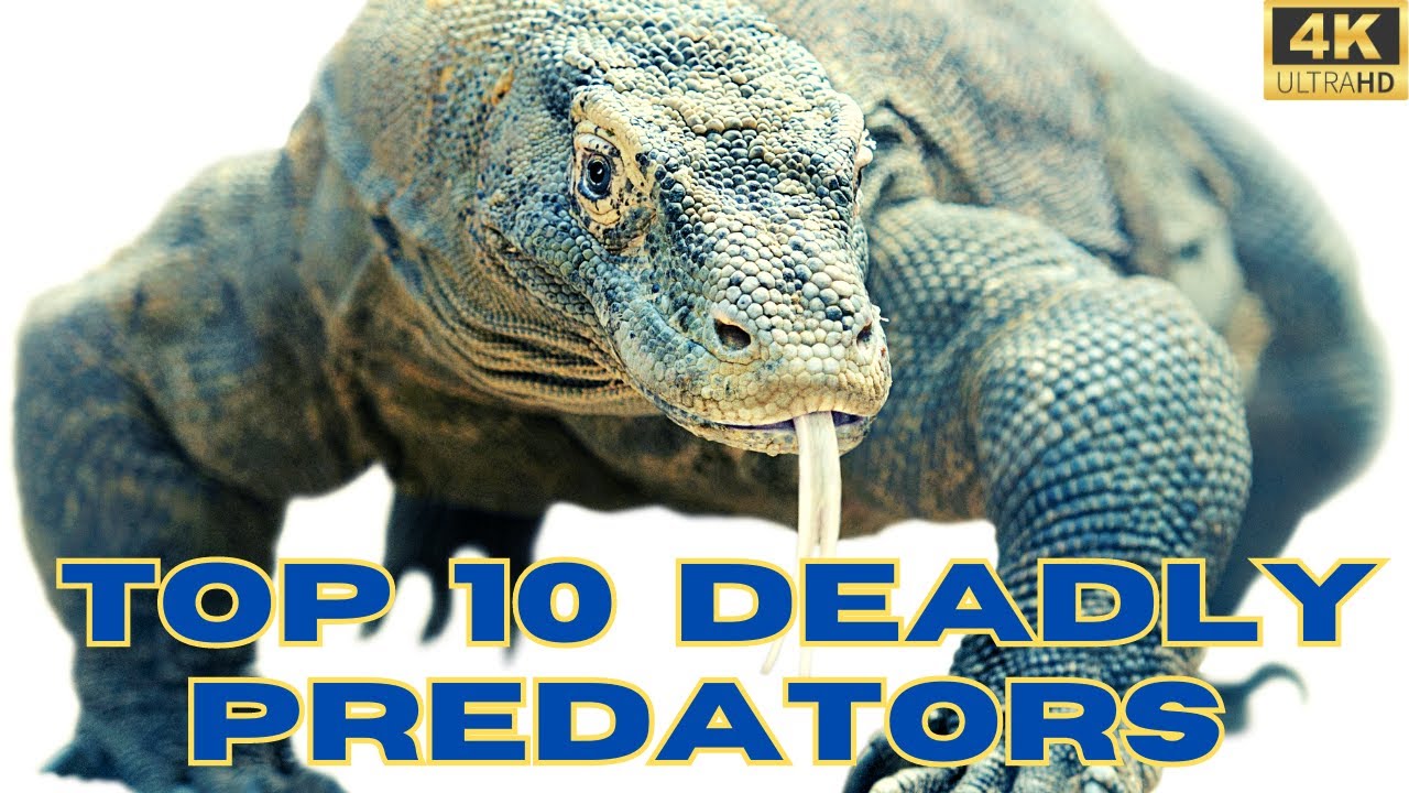 Top 10 Dangerous Predators On Planet | Top 10 Apex Predators | Top 10 ...