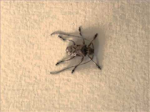 Insects from Puerto Rico - YouTube