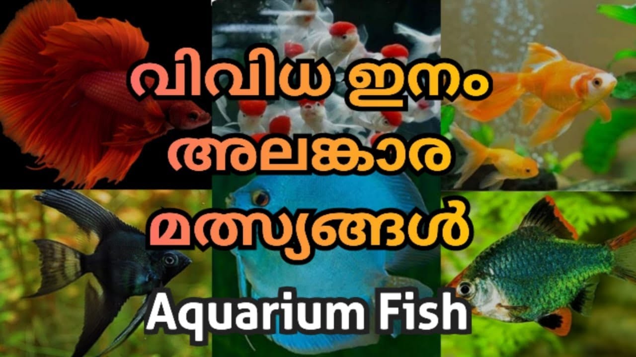 വിവിധ ഇനം അലങ്കാര മത്സ്യങ്ങൾ | Alankara Malsyam Malayalam | Aquarium ...