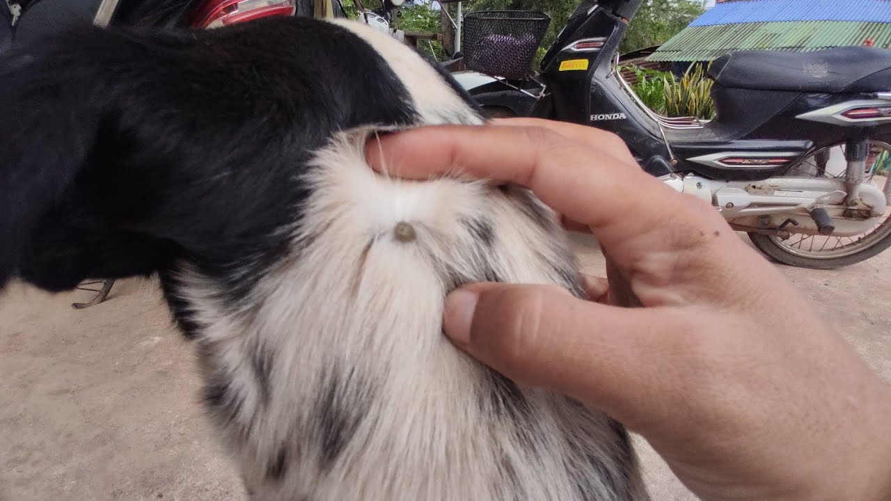 Close ticks coco #doglover #pets #animals #dog #ticks - YouTube