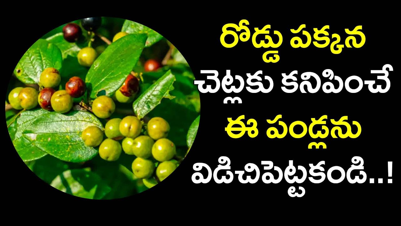 రోడ్డు ప‌క్క‌న చెట్ల‌కు క‌నిపించే ఈ పండ్ల‌ను విడిచిపెట్ట‌కండి | Parika ...