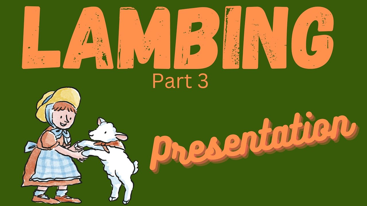 LAMB PRESENTATION - VLOG 2024 - YouTube