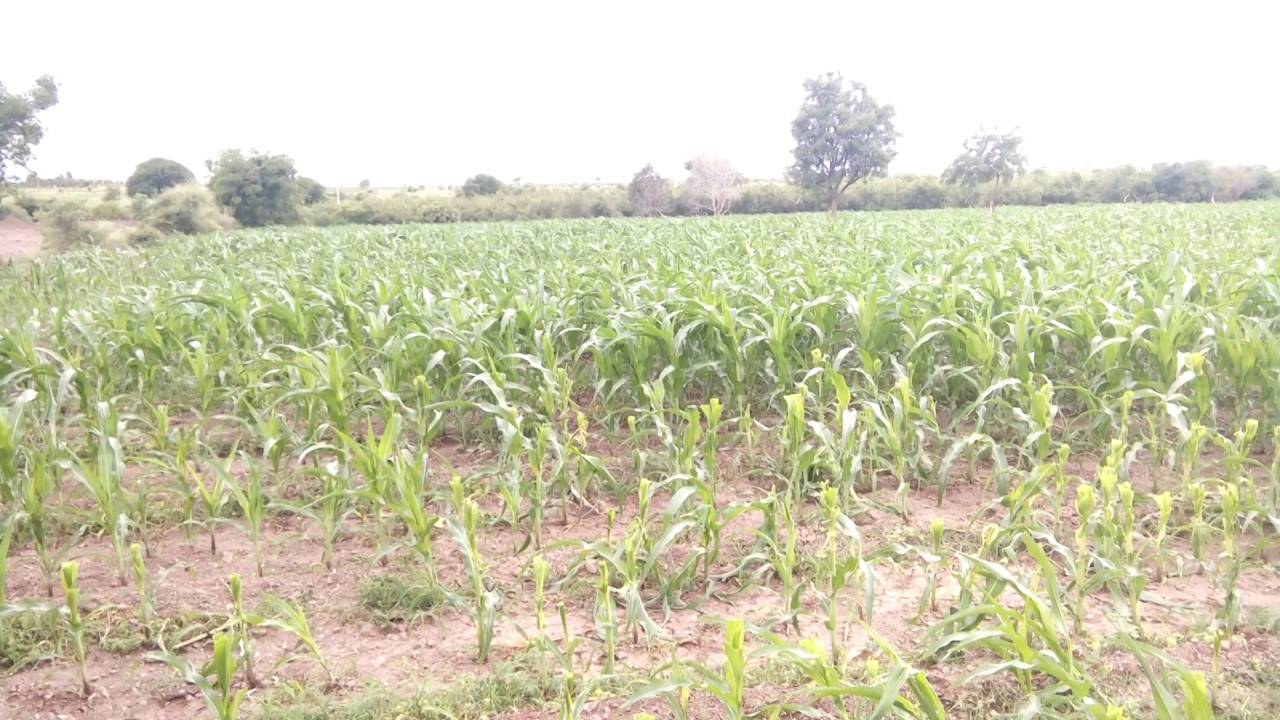 Maharashtra sheti - YouTube