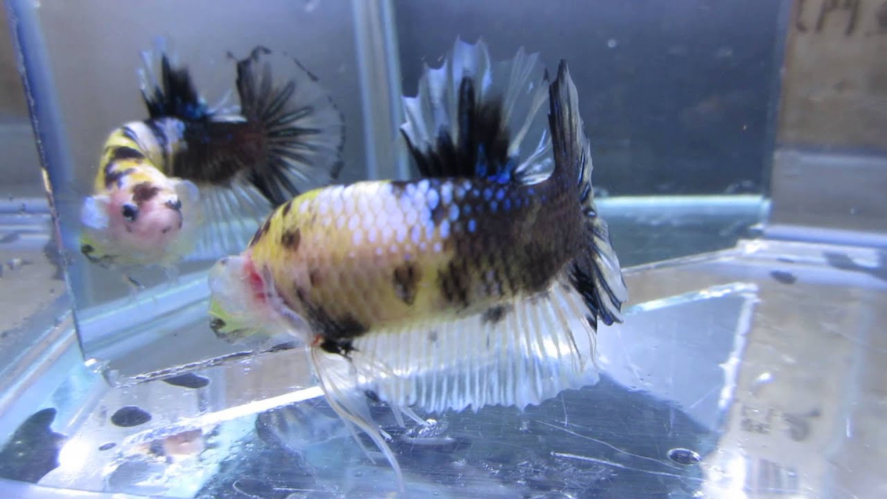 #895 Yellow Tiger KOI OHMPK - YouTube