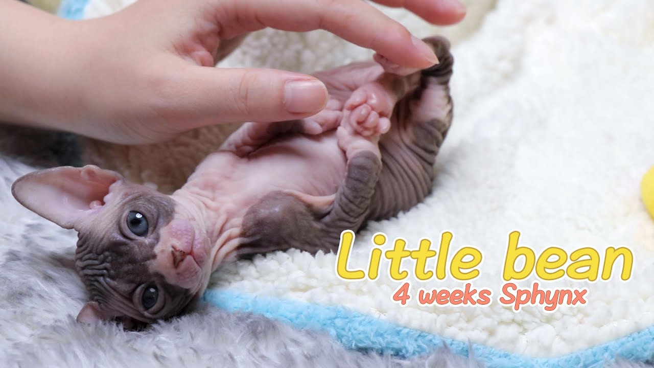 Adorable little bean that will make your heart melt ️ Can you feel it ...