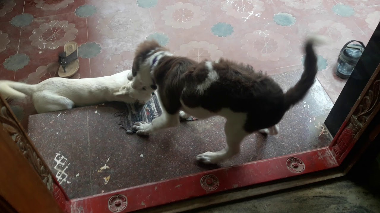 Funny dogs fighting - YouTube