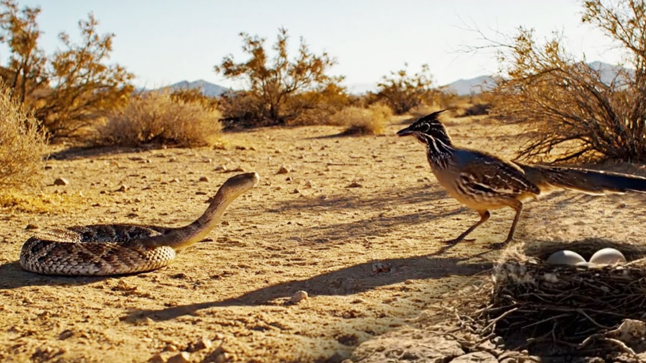 Roadrunner vs Rattlesnake | Epic Desert Battle to Save the Egg 🥚🐍🦅 ...