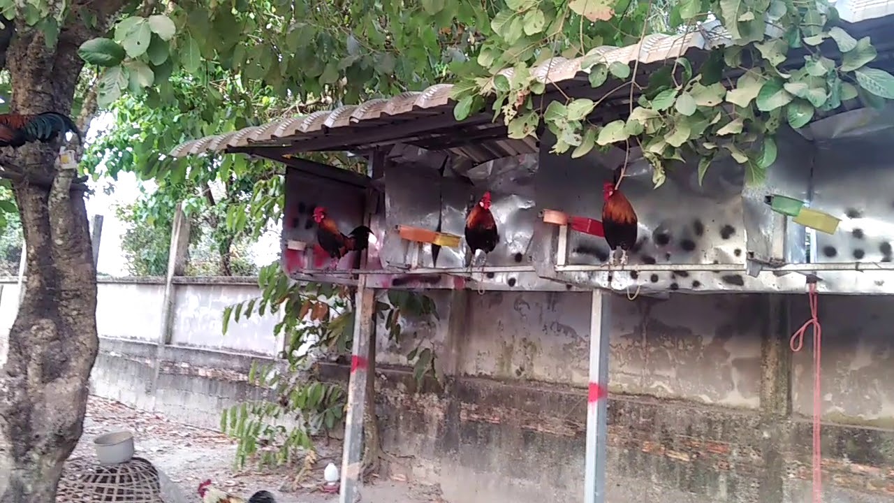 qaib dib 2019 - YouTube