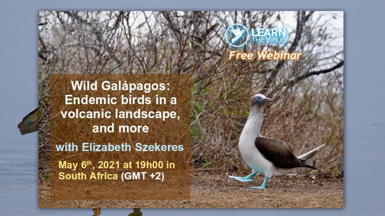 Wild Galápagos: Endemic birds in a volcanic landscape, and more - YouTube