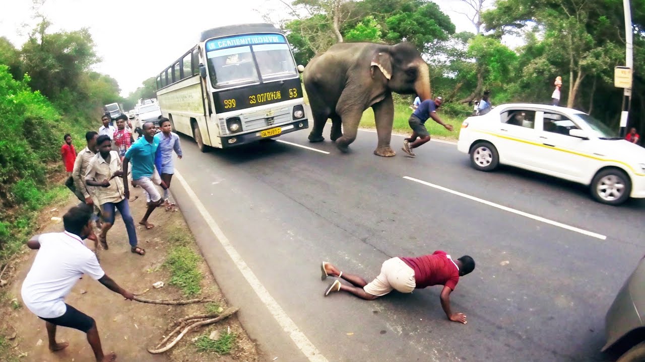 Wild Elephants Spread Terror on the Highway | Destruction is ...
