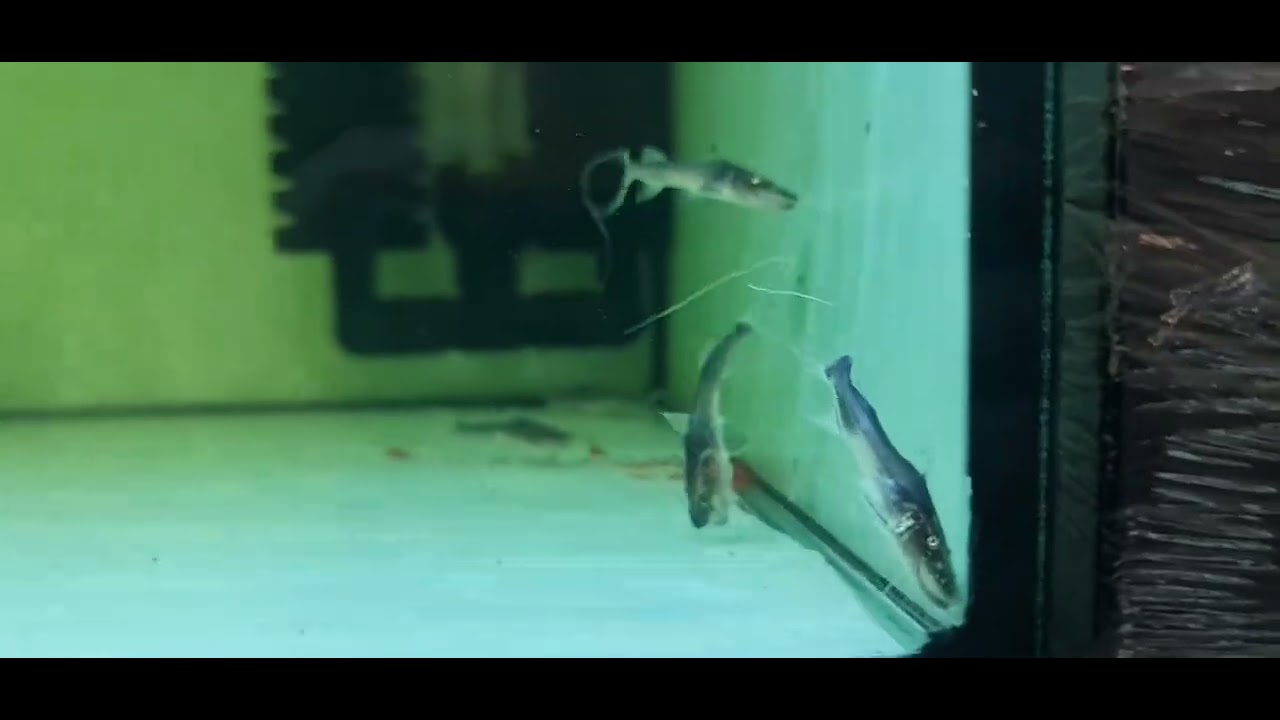 Brachyplatystoma Flavican a.k.a Moonlight Catfish, Size : 5-7 - YouTube