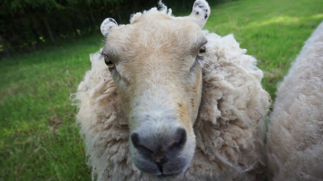 Friendly sheep - YouTube