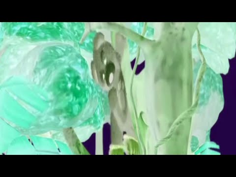 Little Charley Bear Intro in Deaf Leaf