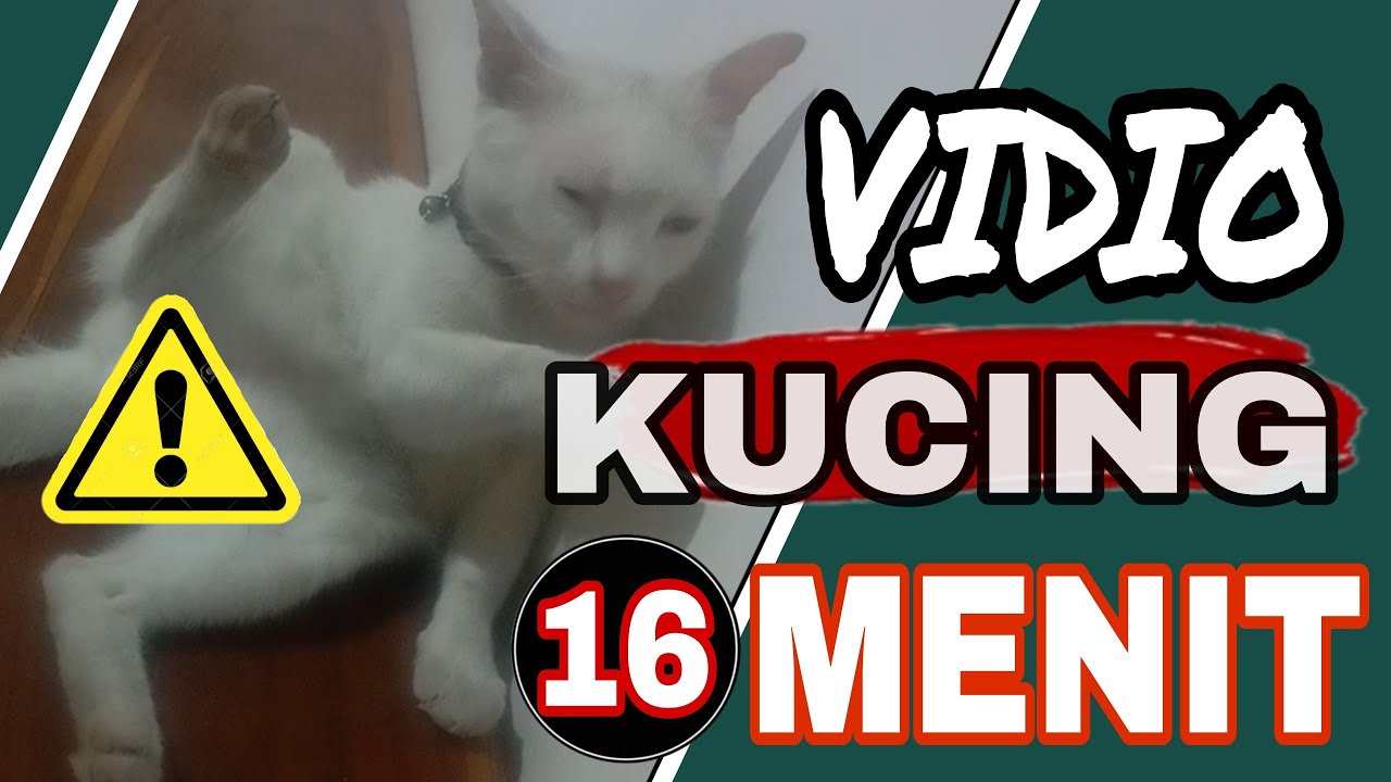 KUMPULAN VIDIO KUCING 16 MENIT || KUCINGNYA LUCU DAN NGEGEMESIN - YouTube