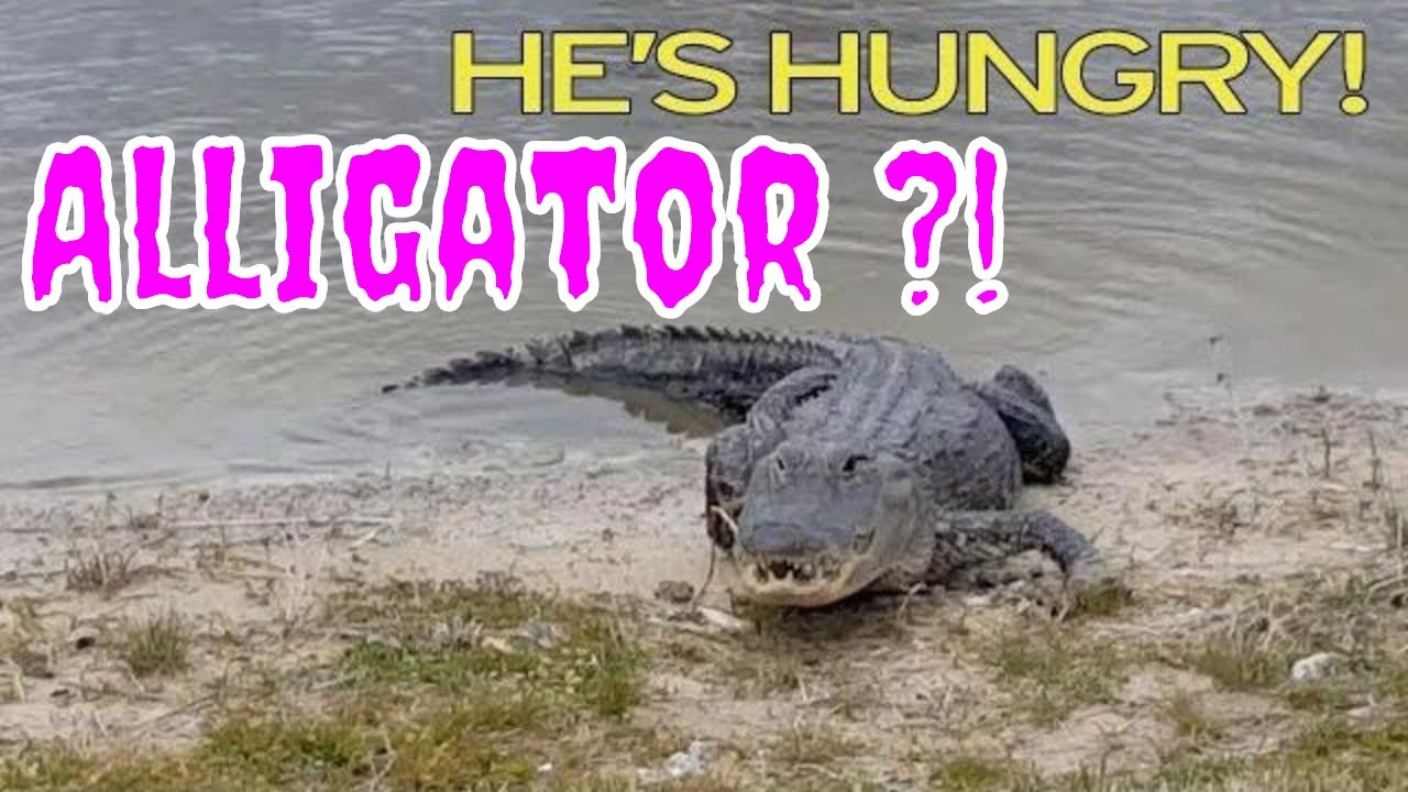 Crazy Alligator Chilling Near Fish! "I Dont Give a ****" - YouTube