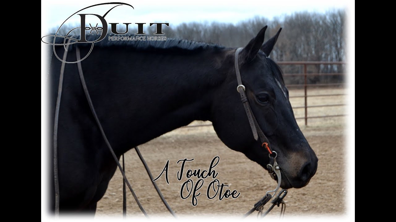 Duit Performance Horses - A Touch Of Otoe - AQHA Mare - Western ...
