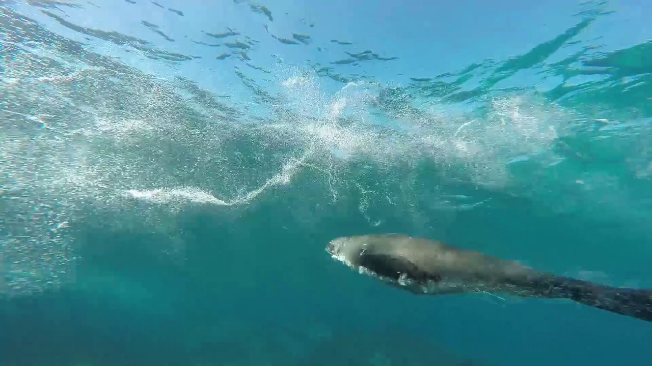 Narooma With the Seals (2017) - YouTube