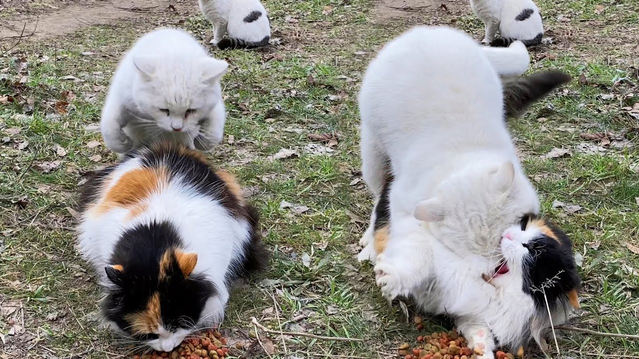 Cats Mating | White Cat wants to Mate female cat forcibly - YouTube