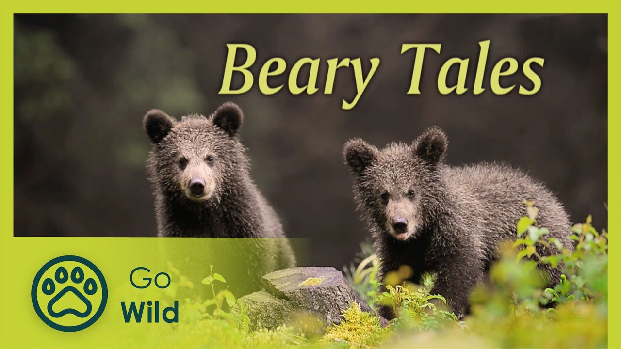 Beary Tales - Go Wild - YouTube