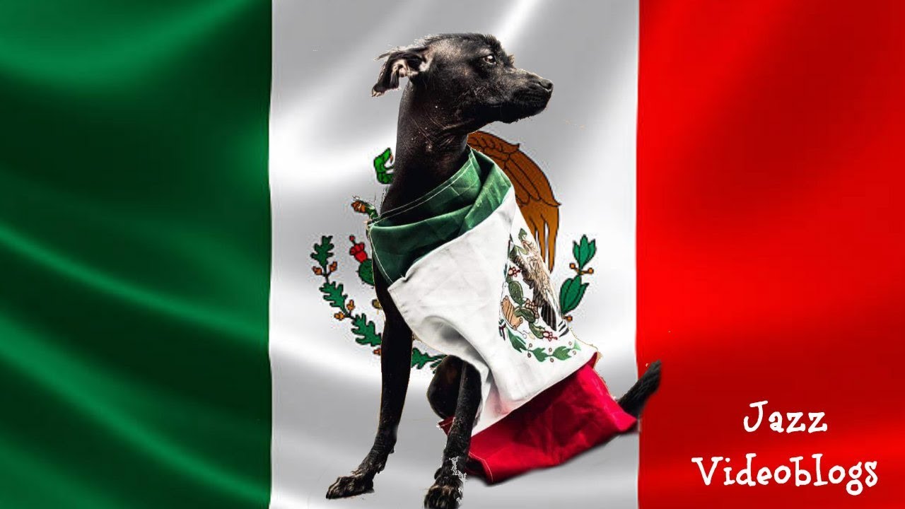 Xoloitzcuintle, el perro ancestral Mexicano - YouTube
