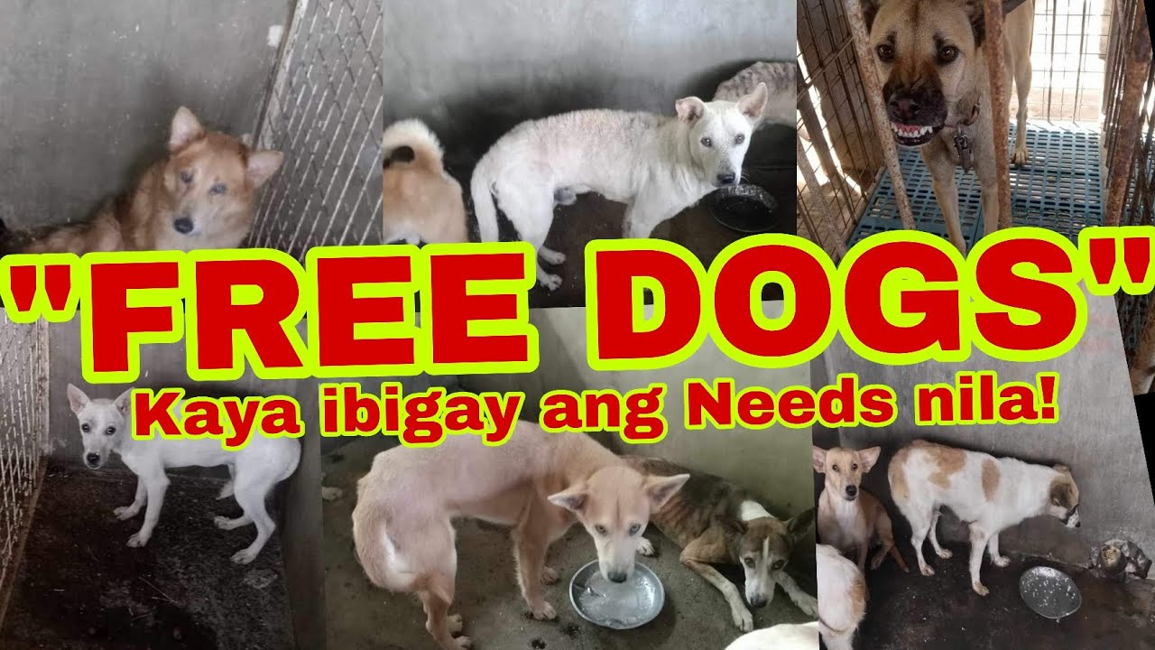 LIBRE ASO AT TUTA BASTA KAYA ALAGAAN KAYA IBIGAY ANG NEEDS NILA #dog # ...