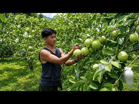 Sweet Green Guavas – From Garden to Market and Making Refreshing Guava Tea