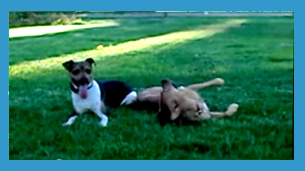 🐶 PERROS JUGANDO EN EL PARQUE 🦮 (Dogs Playing in the Park) - YouTube