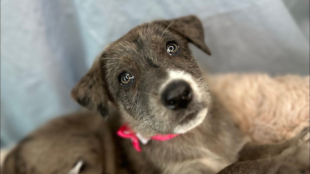 Sweetest, mellow, angel Olympia available for adoption - YouTube