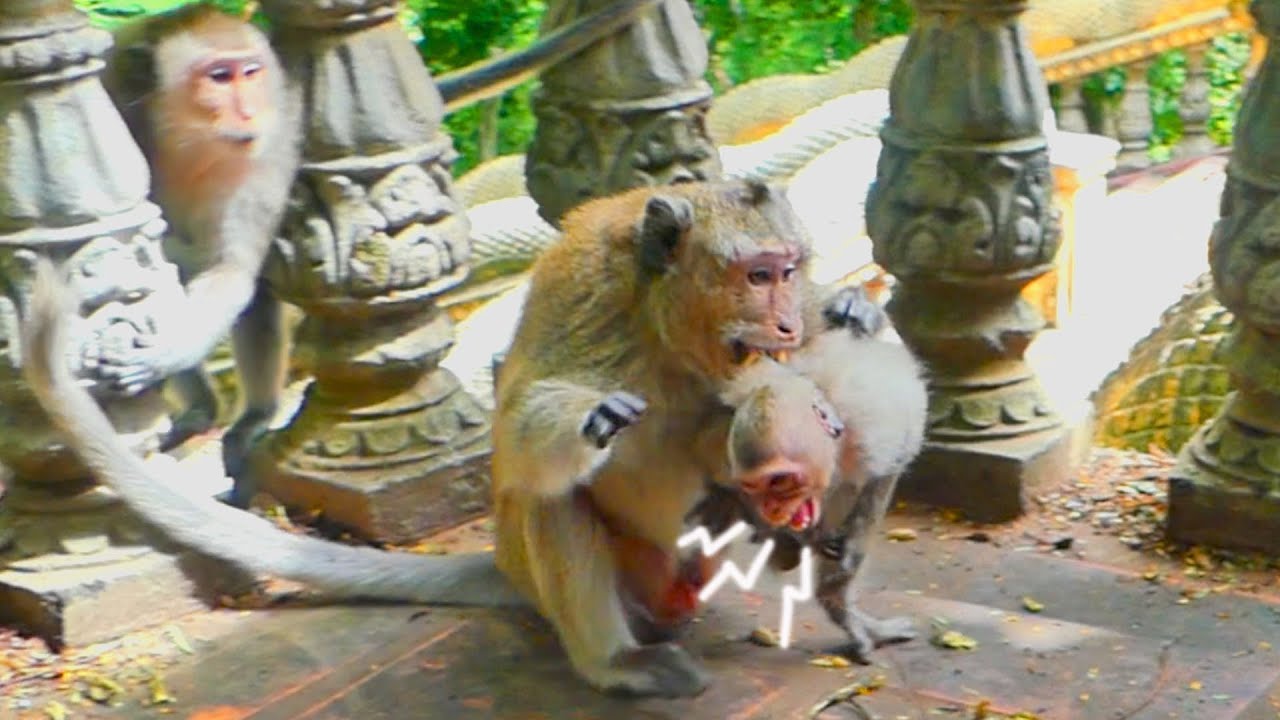 God help now...BIG Pit-y monkey MO MO. - YouTube