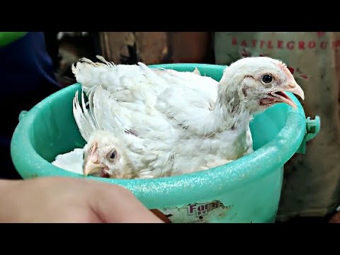 BOILER CHICKEN CUTTING SKILLS IN MEAT MARKET | HOW TO CUT CHICKEN FOR KEEMA | FOODIE MAN