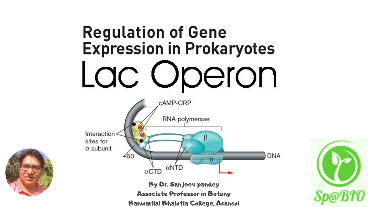 Gene regulation in Prokaryotes (The Lac Operon) - YouTube