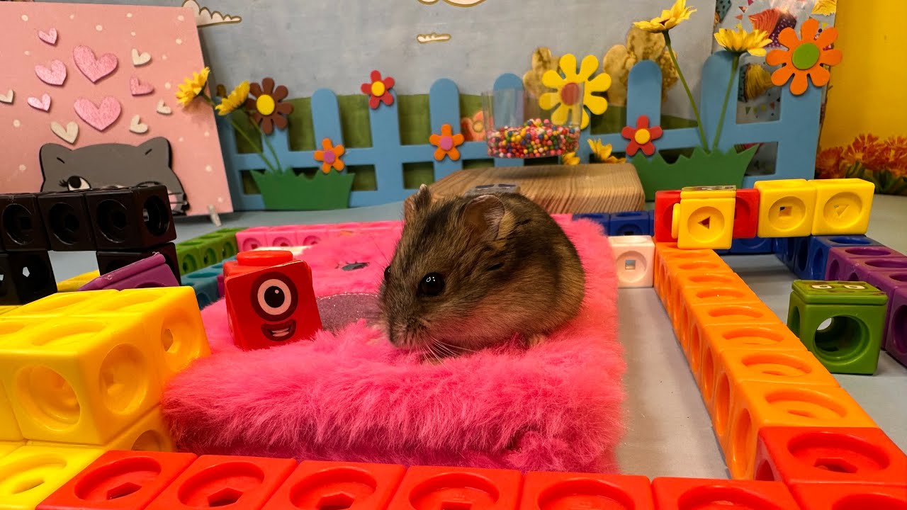 Numberblocks and Hamster Having fun in the Maze!! ASMR - YouTube