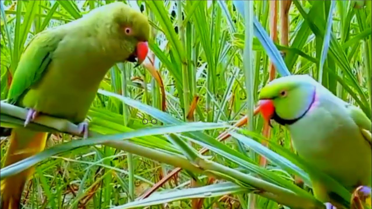Super Toking Parrot Is Awesome | Super Parrot Toking And Talking - YouTube