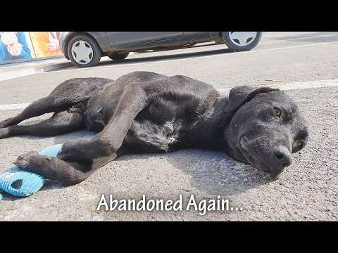 Adopted and… Abandoned Again💔 Mama Dog and Her Puppy's Heartbreaking Rescue