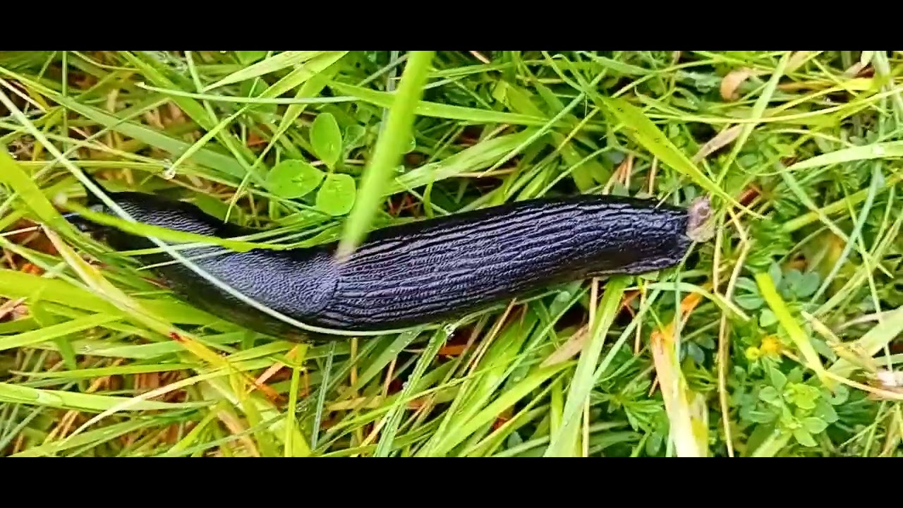 Irish Black Slug - YouTube