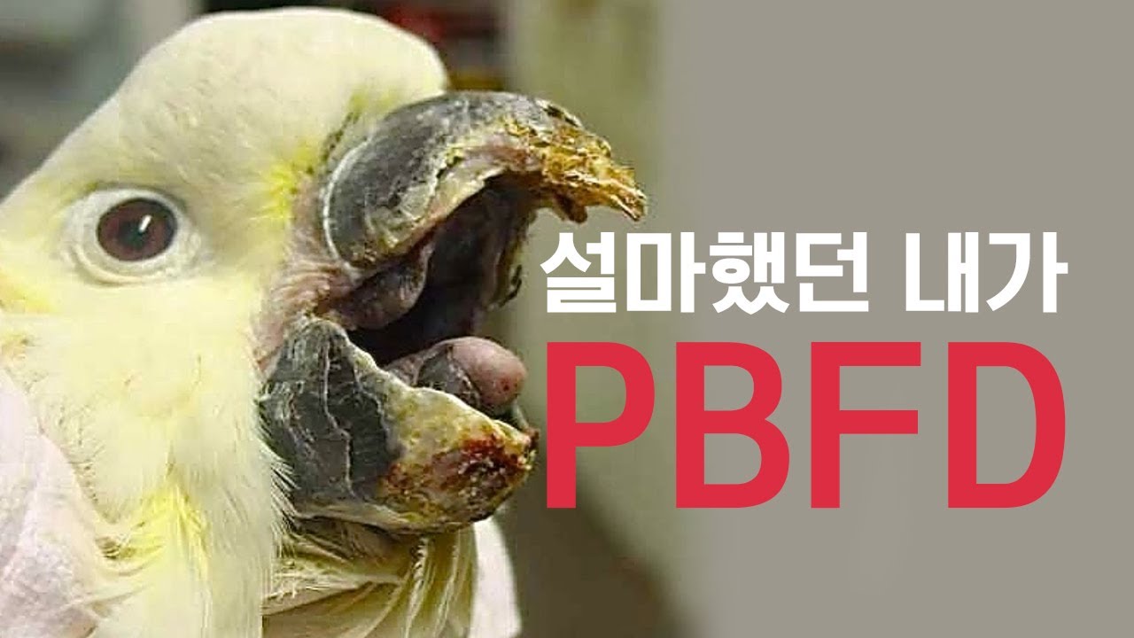앵무새 4대질병 PBFD - YouTube