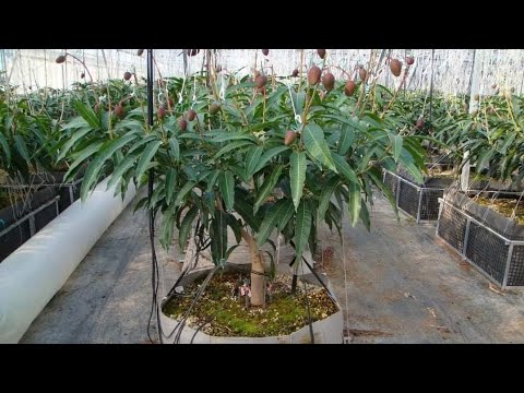ini mangga kombinasi cangkok susu