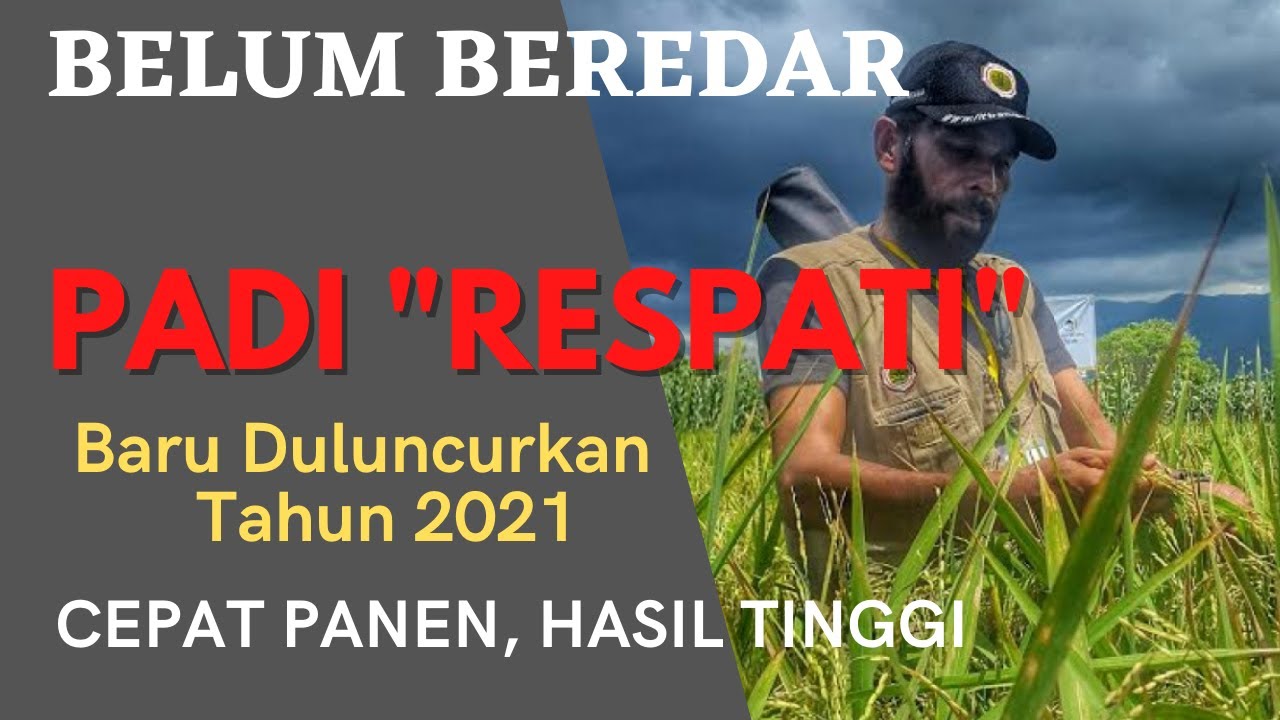 PADI UNGGUL CEPAT PANEN BARU YANG DI LUNCURKAN TAHUN INI , PADI RESPATI ...