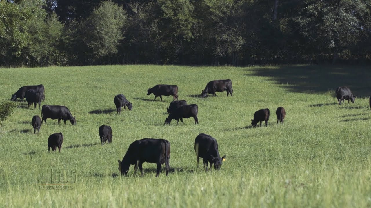 The Angus Report, Oct. 29, 2018: Full Episode - YouTube