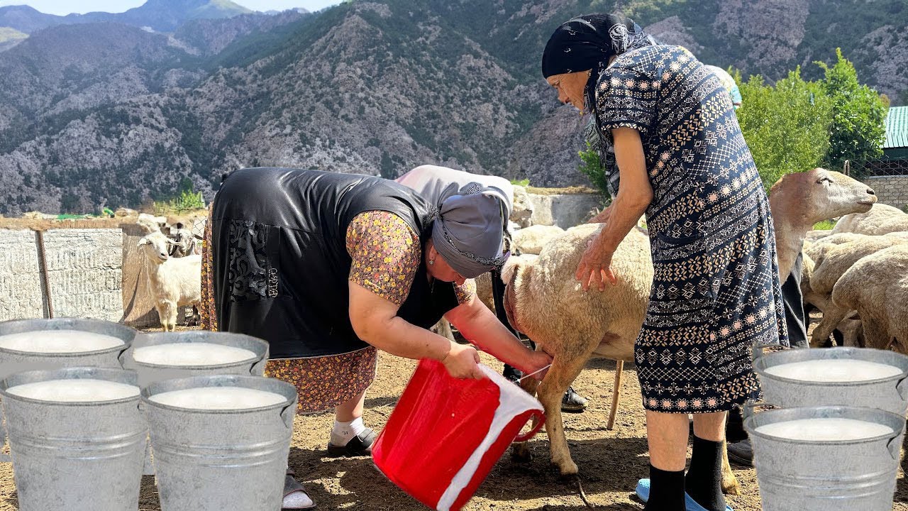 Making Natural Sheep Cheese - We Milked the Sheep with Grandma - YouTube