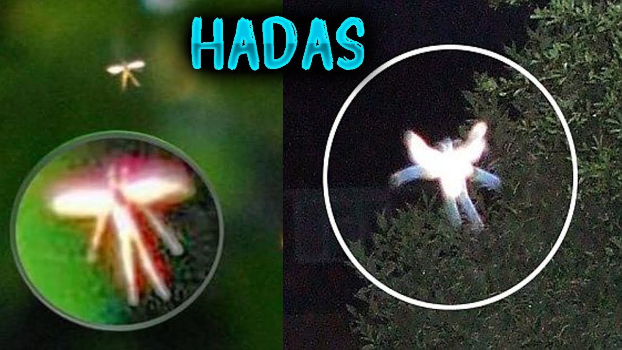 Hadas reales captadas en cámara 2024 - YouTube