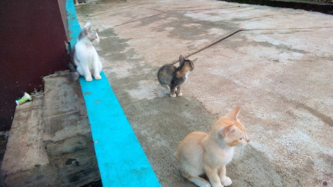 bocil2 kucing main di luar!!kasian mamanya sudah hamil lagi. - YouTube