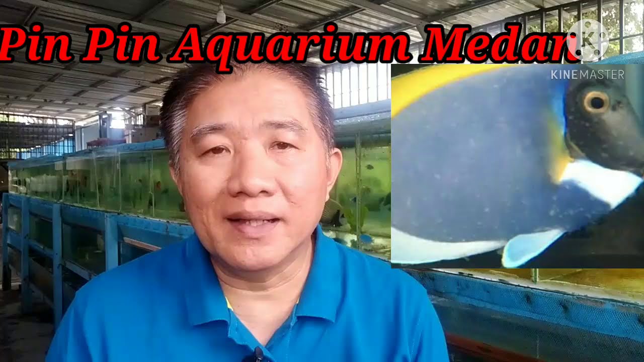 8 Tips Memelihara Ikan Botana Biru by Pin Pin Aquarium Medan - YouTube
