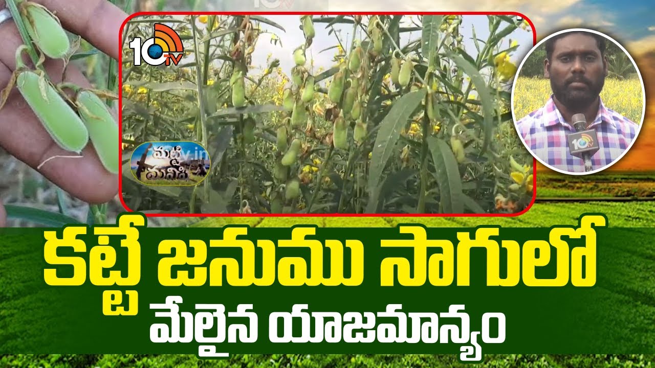 కట్టే జనుము సాగులో మేలైన యాజమాన్యం | Katte Janumu Cultivation | Matti ...
