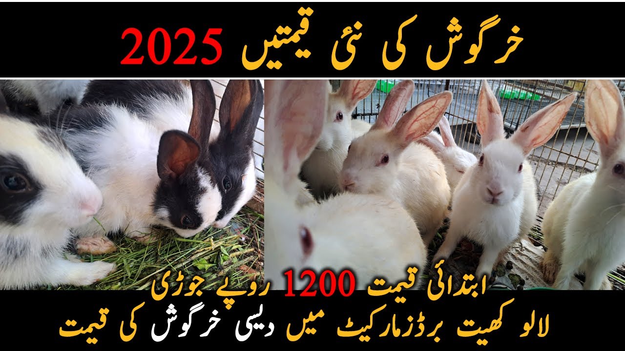 Desi Rabbit Price in Pakistan Lalukhet Birds Market 2025 Latest Update ...