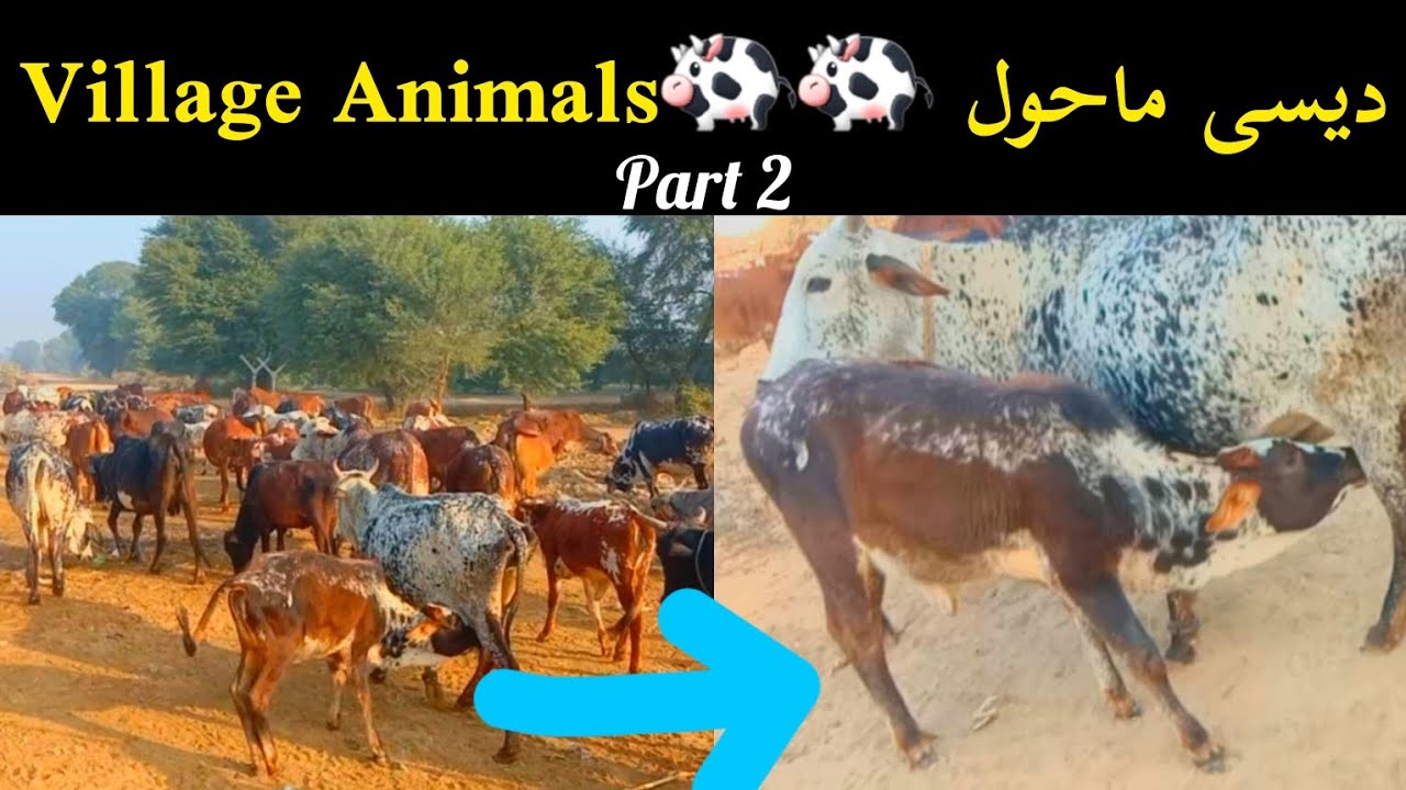 Village desi mahul / Vilage animals video Part 2 / New village vlog ...