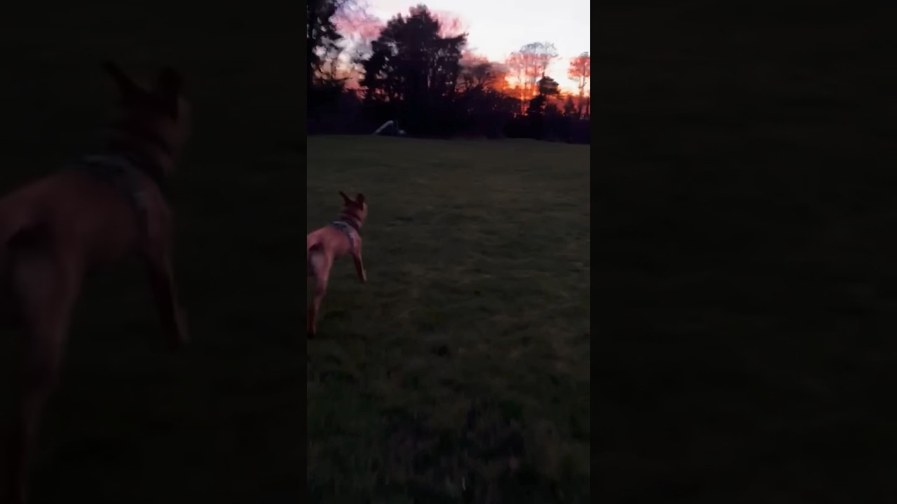 Dramatic puppy video #fypシ #dog #animal #cute #puppy #labrador - YouTube