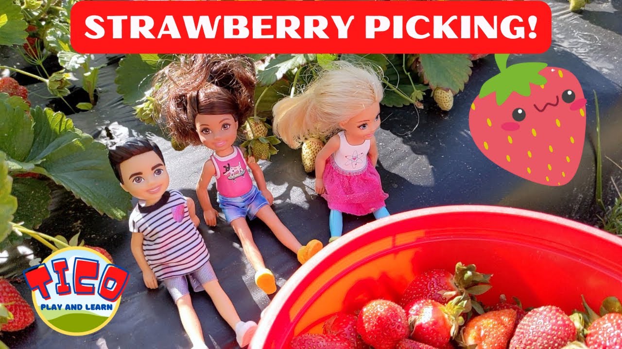 Picking Strawberries! | Tico play and learn | Learning fun educational ...