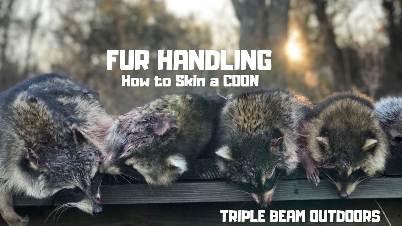How To Skin a COON (For Beginners) - YouTube